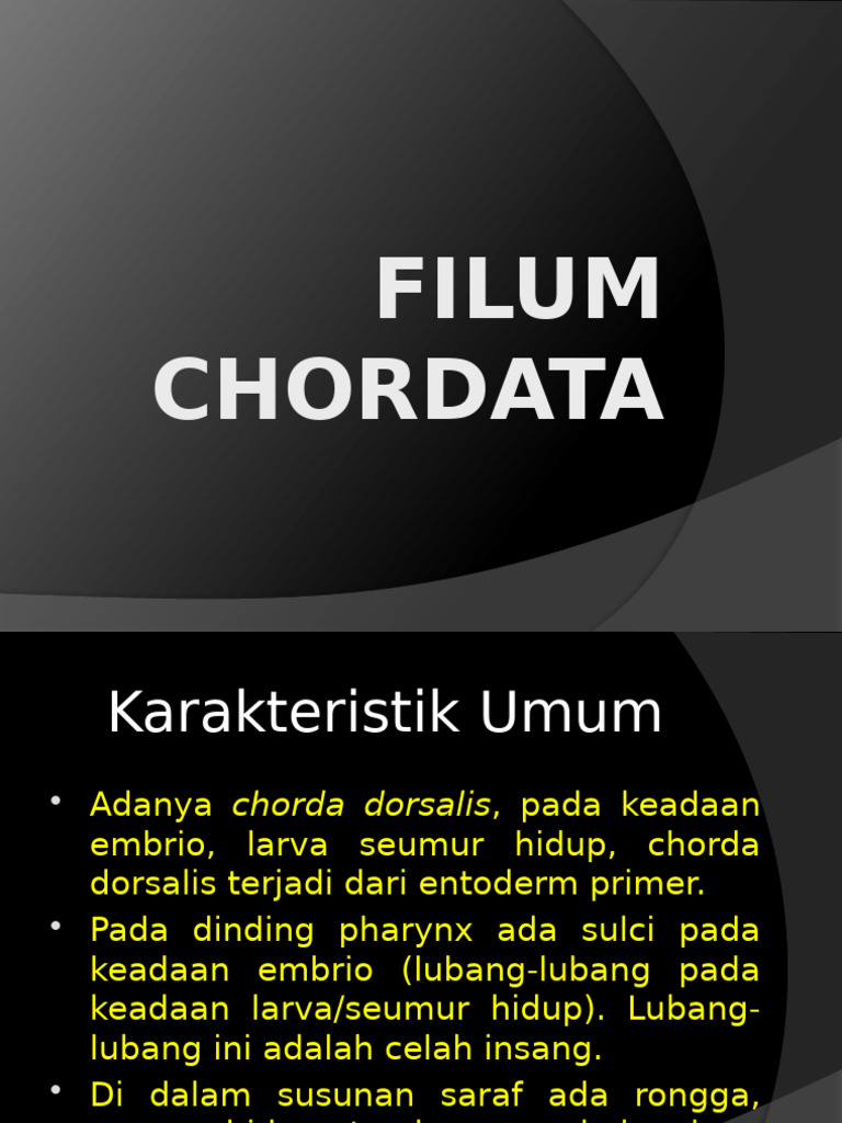 Chordata | PDF