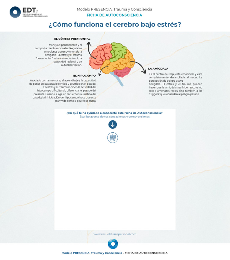 10A. Cómo Funciona El Cerebro Bajo El Estrés | PDF