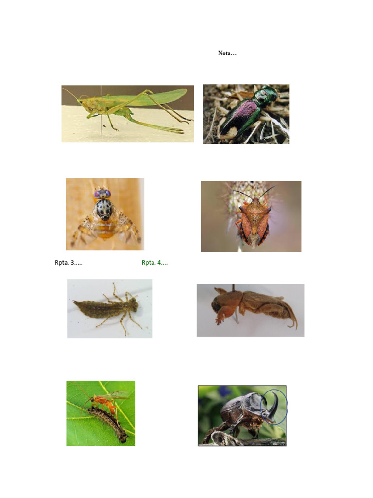 II 3er - Final.Ex - Practico.Entomologia. - Fccbb. - PUNO.2024 | PDF | Escarabajo | Insectos