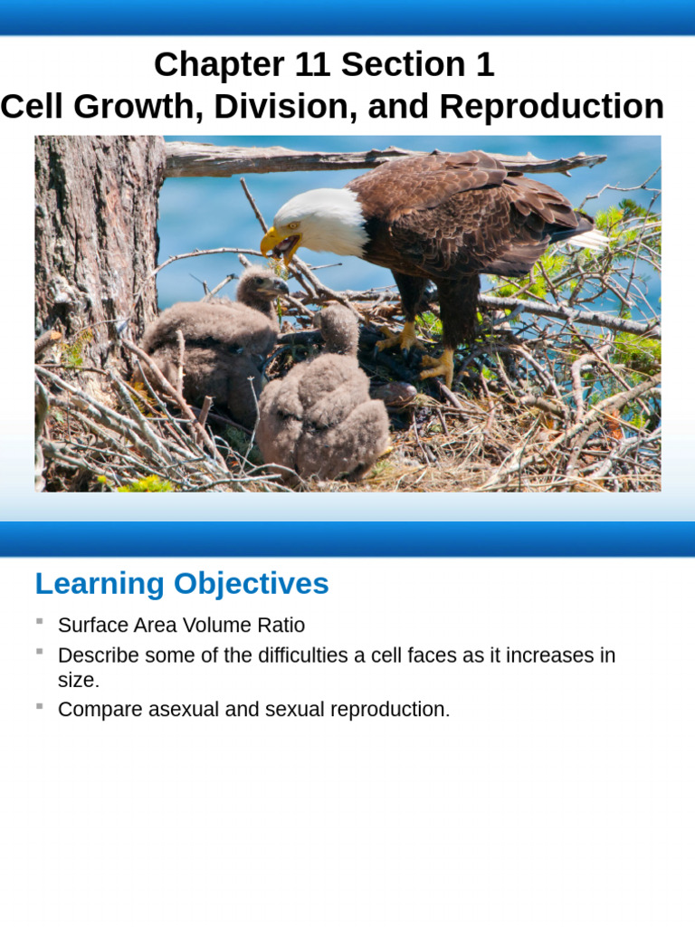 Chapter 11 Sec 1 | PDF