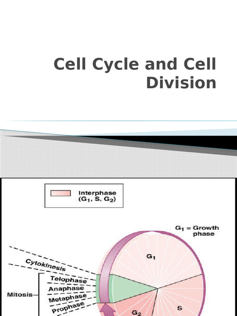 Cell Cycle and Cell Division (1) | PDF | Mitosis | Meiosis