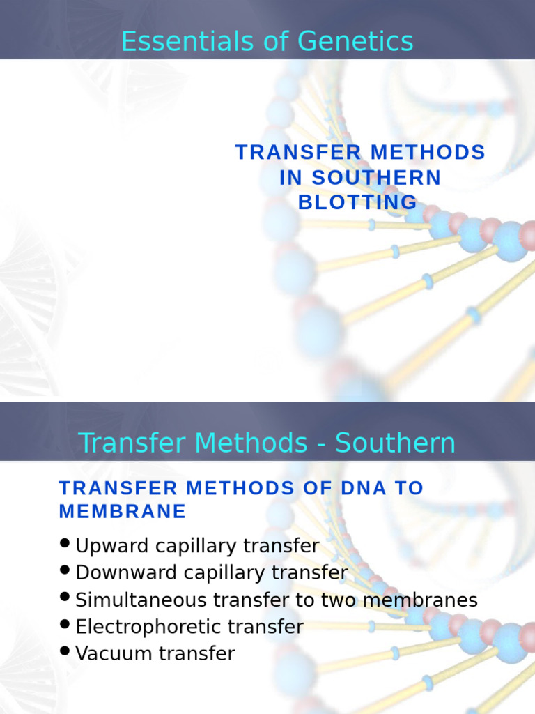 Southern Blotting Transfer Methods | PDF