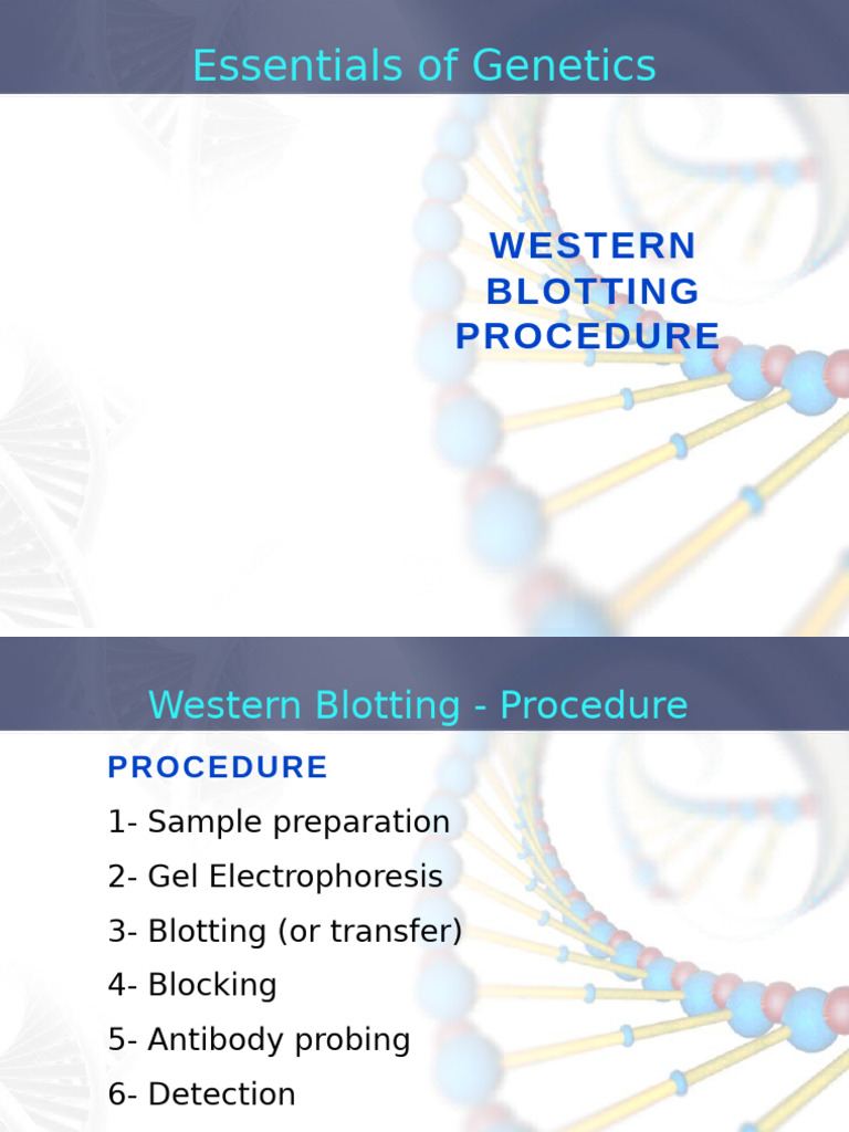 Lesson 250_Western Blot_Experiemental Procedure | PDF