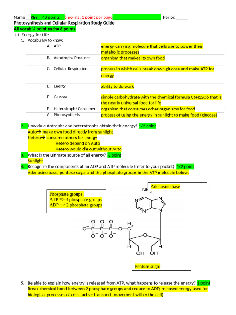 16a. Photosyn and CR Study Guide - KEY 2 | PDF | Cellular Respiration ...