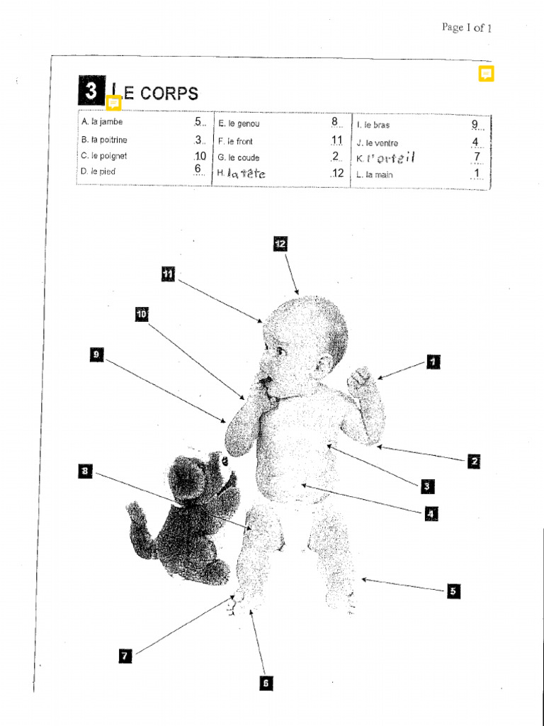 Le Corps B B Associer Le Num Ro Corrig | PDF