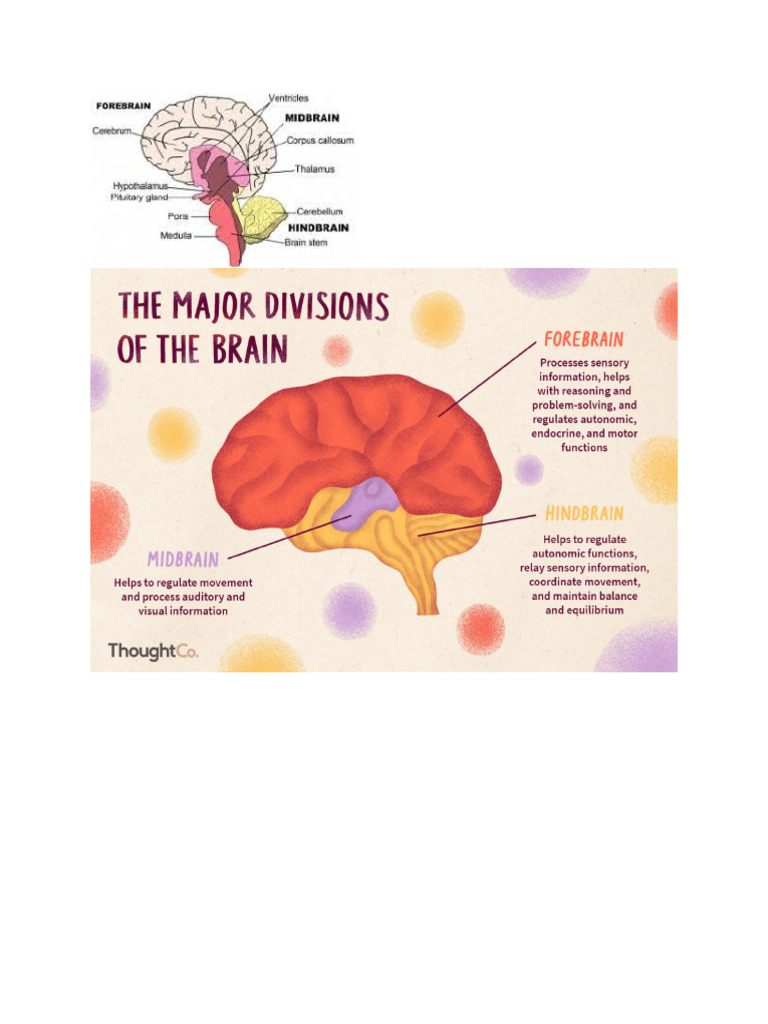 Midbrain, Forebrain, Diencephalon | PDF | Brain | Central Nervous System