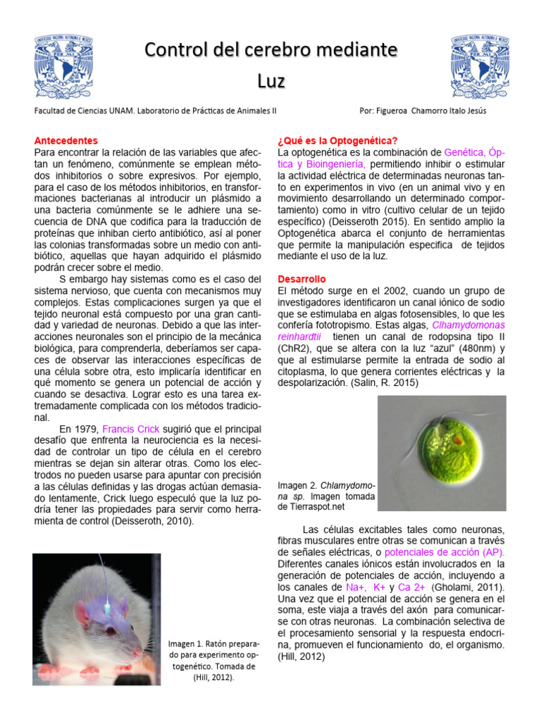 Optogenética | PDF | Potencial de acción | Neurona