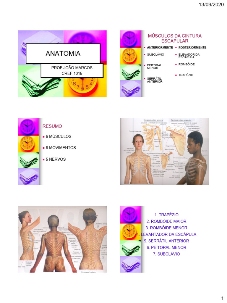 Músculos da Cintura Escapular: Anatomia e Funções | PDF | Membros ...