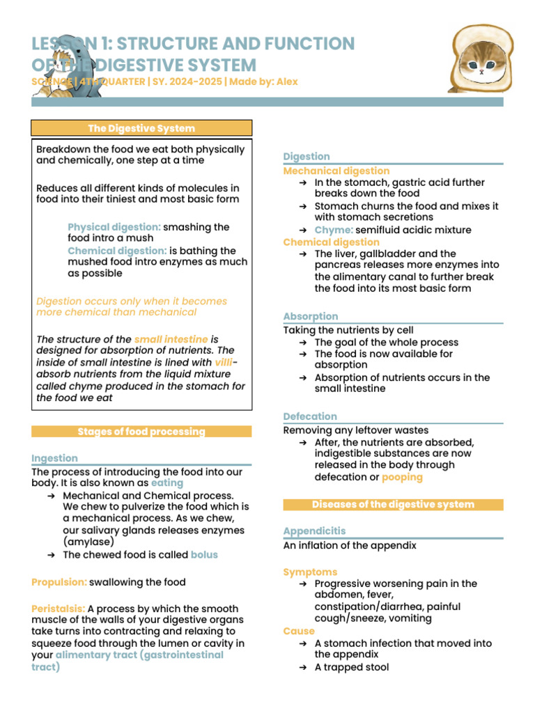 Digestive System Structure and Function | PDF | Digestion | Carbohydrates