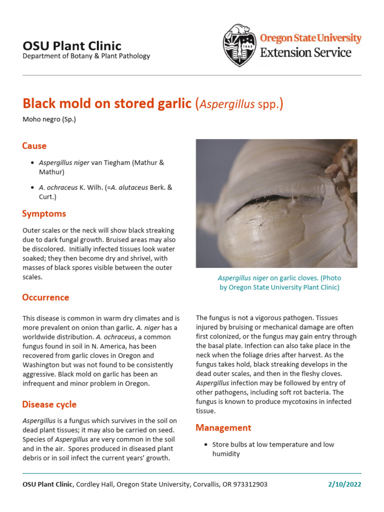 Black Mold On Stored Garlic Final | PDF | Fungus | Aspergillus