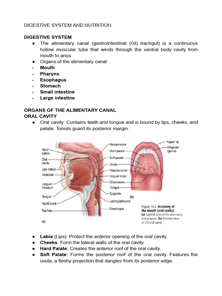 Anaphy Lecture Notes (Semi To Finals) | PDF | Stomach | Ovary