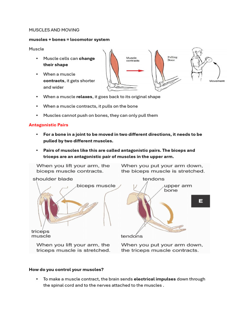 MUSCLES AND MOVING Worksheet | PDF