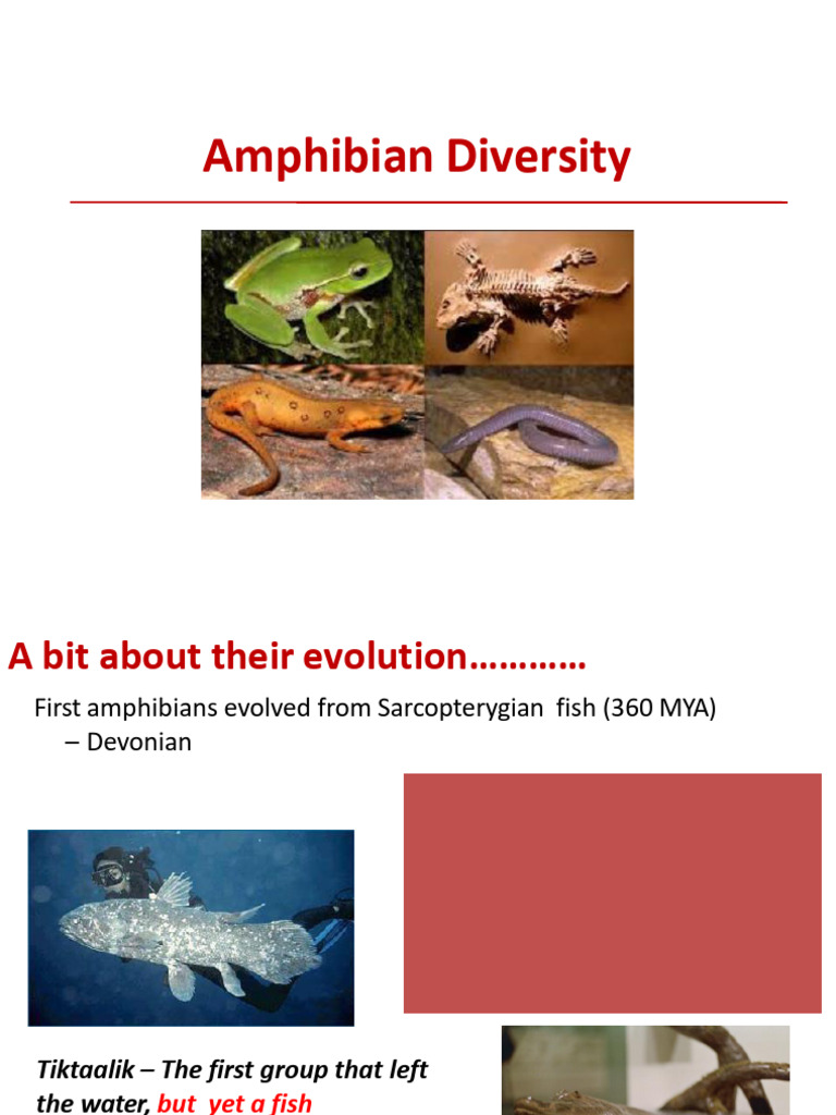 Diversity of Amphibians | PDF | Amphibian | Frog
