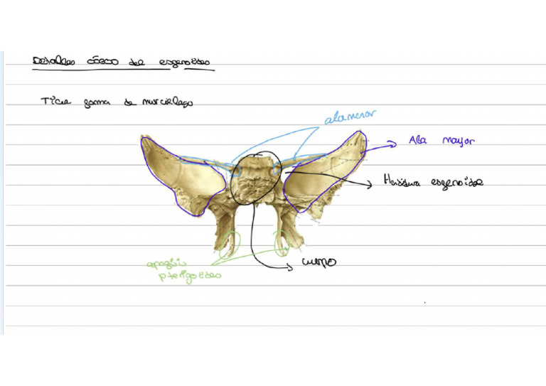 Partes del etmoides | PDF