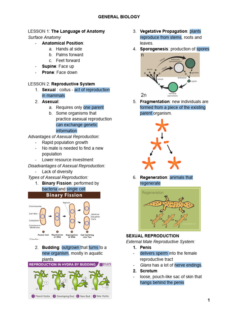 BIOLOGY NOTES | PDF | Lung | Digestion