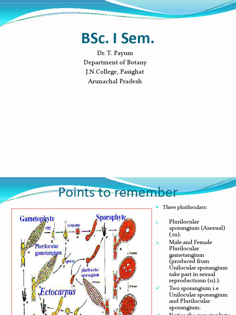Ecto Carpus | PDF | Sexual Reproduction | Plant Reproduction