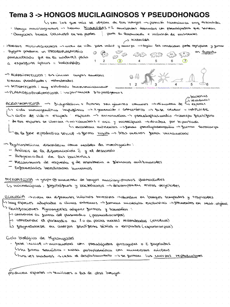 Resumen t.3 | PDF | Espora | Organismos