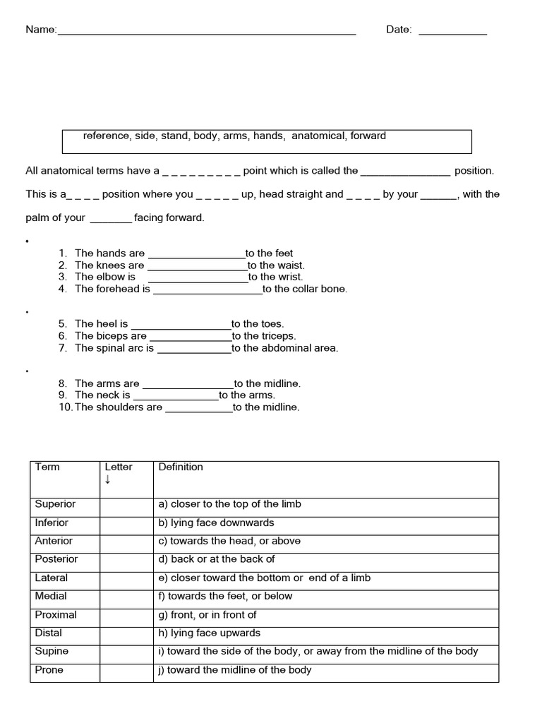 Anatomical Terms Worksheet Quiz | PDF | Anatomical Terms Of Location | Arm