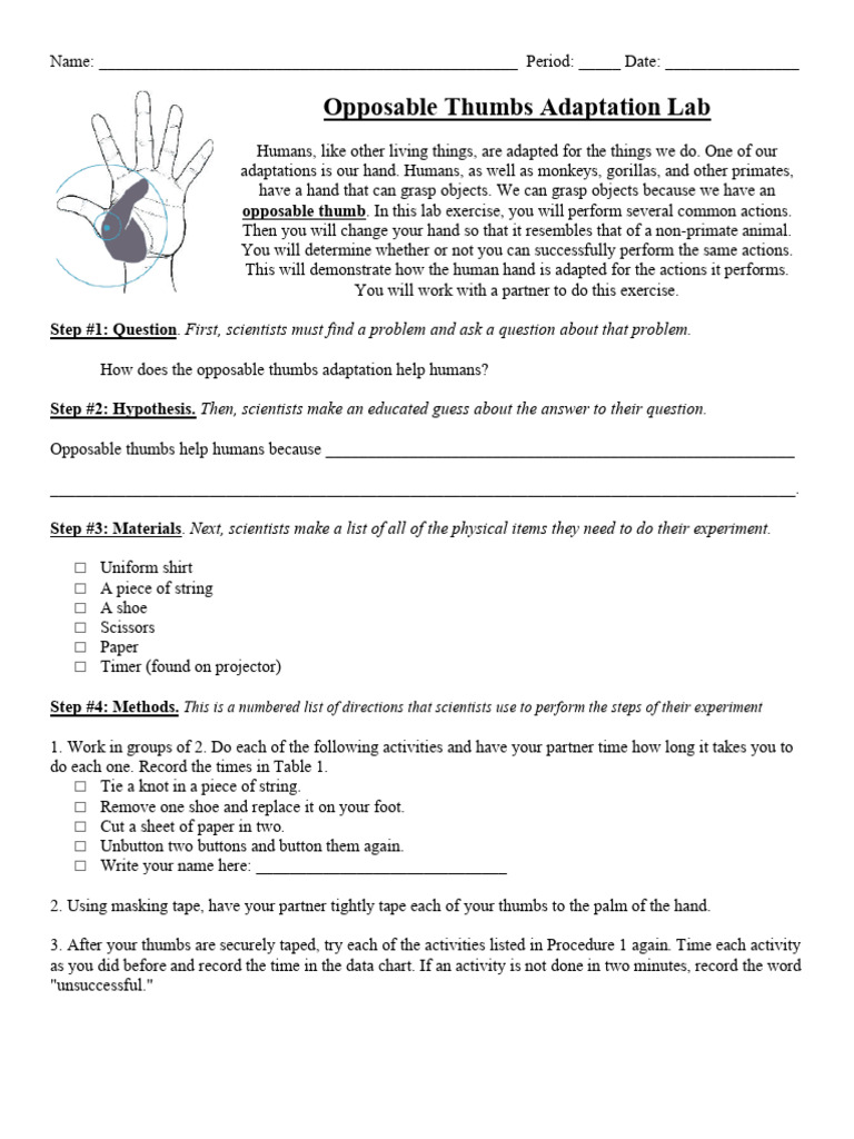 Opposable - Thumbs - Mini - Lab B | PDF | Hand | Experiment
