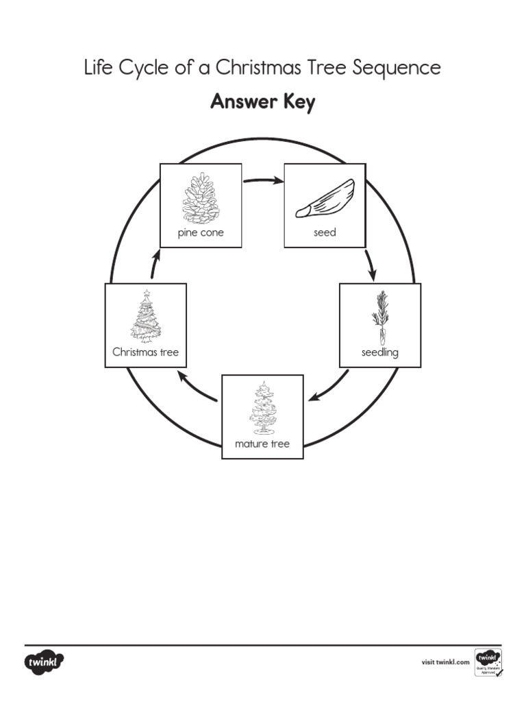 Christmas Tree Life Cycle Guide | PDF