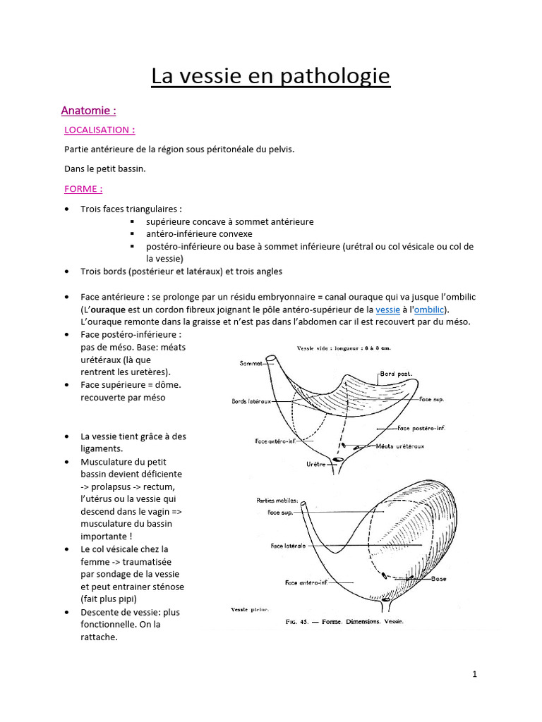 Anatomie et pathologies de la vessie | PDF | Prostate | Système génito ...