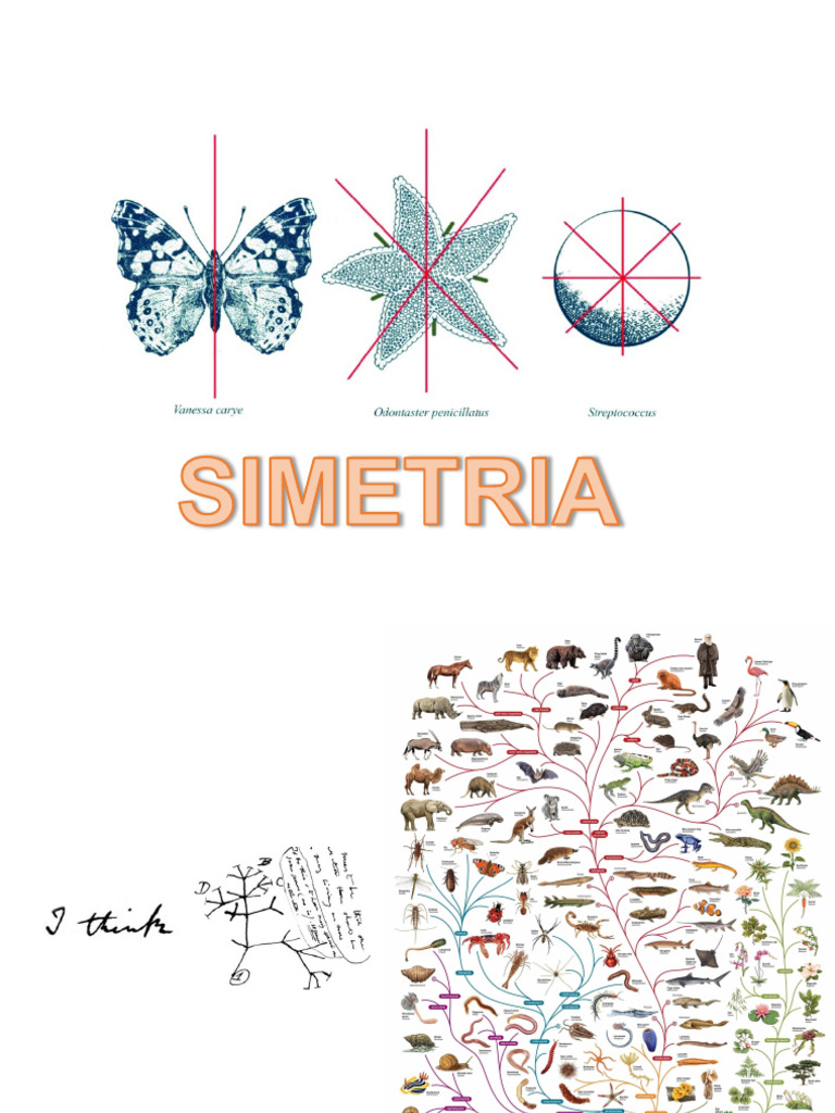 Practica Simetrias 2021 | PDF | Simetría | Términos anatómicos de ubicación