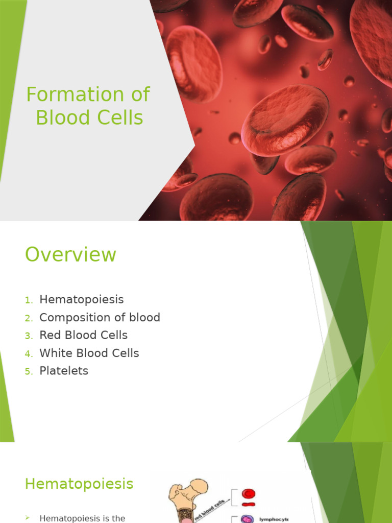 Formation of Blood Cells | PDF