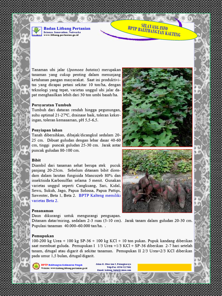 Teknis Budidaya Ubi Jalar | PDF