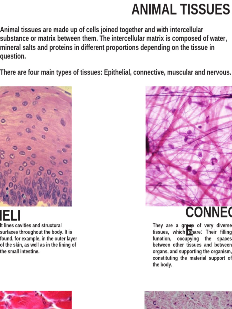 Animal Tissues | PDF
