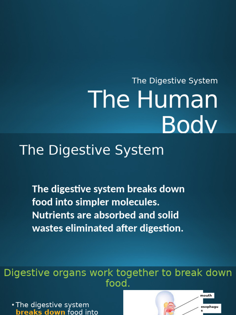 Notes - The Human Body - The Digestive System - 2015 | PDF | Digestion ...