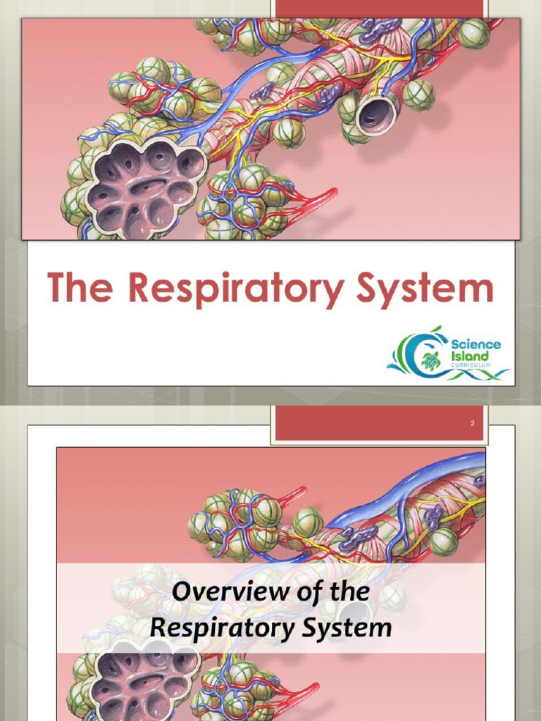 Human Respiratory System Overview | PDF | Lung | Respiratory Tract