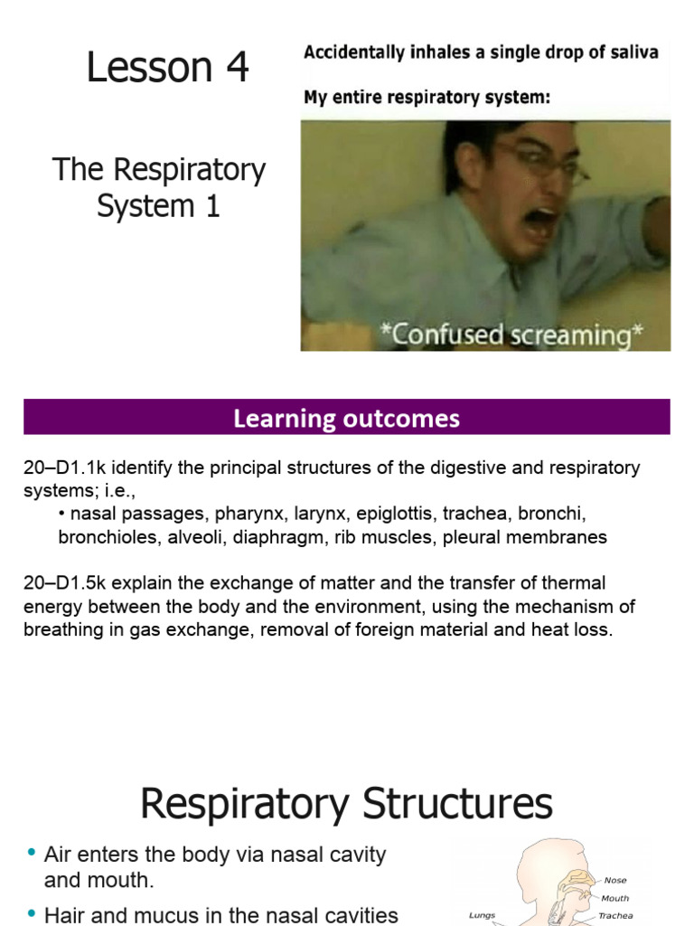 Lesson 4 - The Respiratory System | PDF | Respiratory Tract | Lung