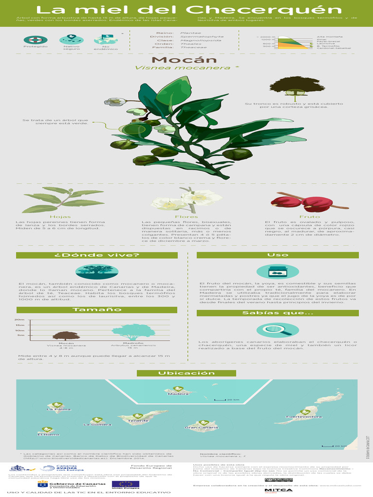 Mocan | PDF | Plantas | Botánica
