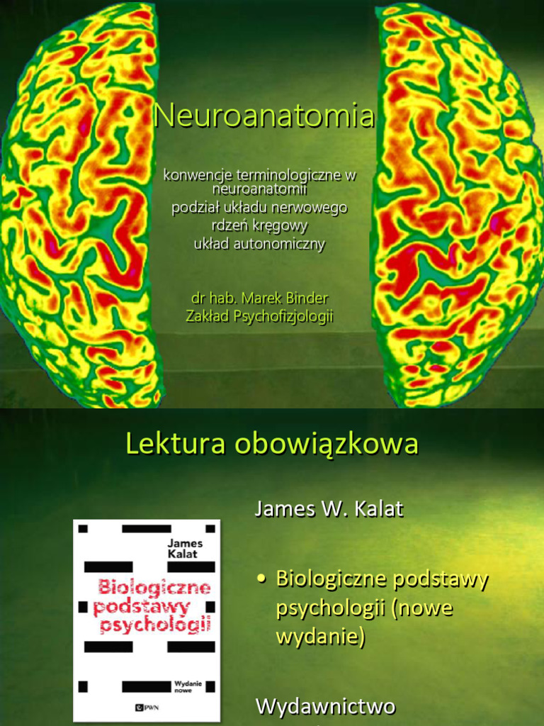 Neuroanatomia Podzial Terminologia Rdzen | PDF