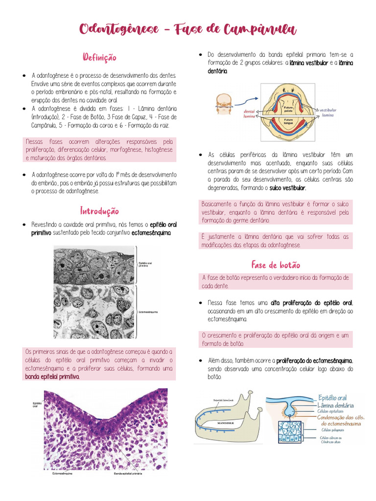 Odontogênese resumo | PDF | Dente humano | Anatomia