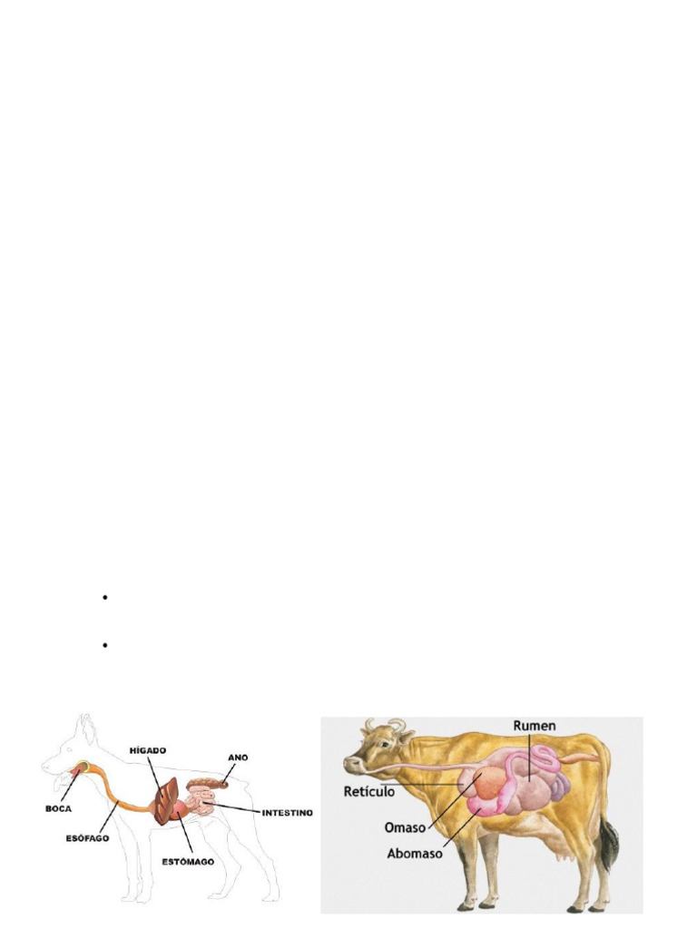 Anatomía y Fisiología Animal Básica | PDF | Sinapsis | Hueso