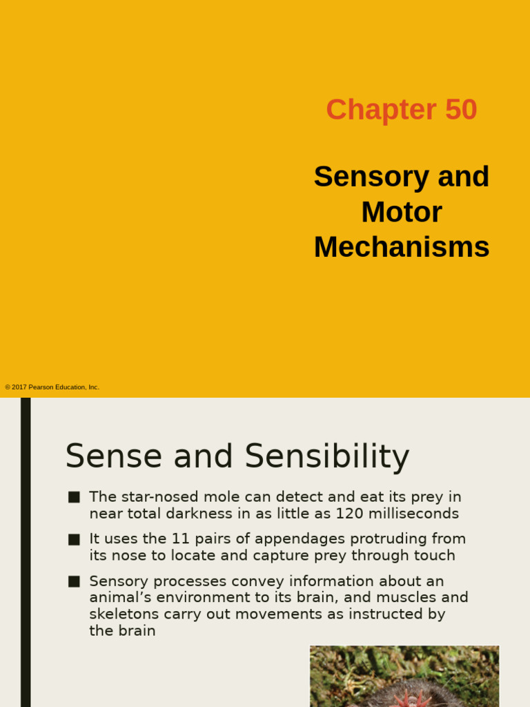Chapter 50 Sensory Systems | PDF | Taste | Stimulus (Physiology)