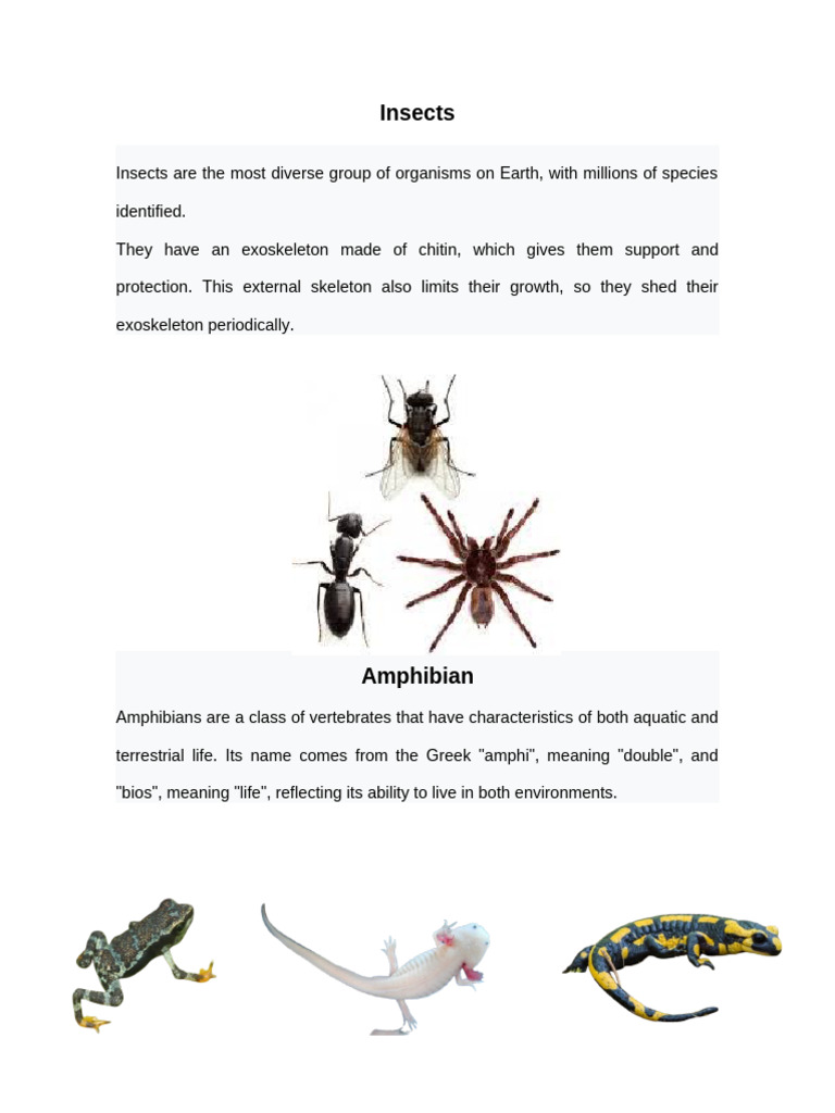 Overview of Animal Classes and Traits | PDF