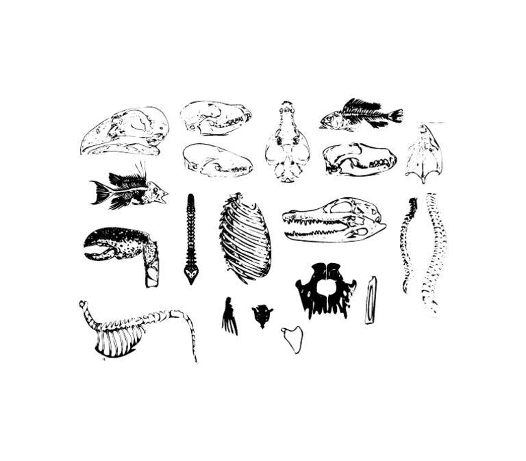 Bones 2 | PDF