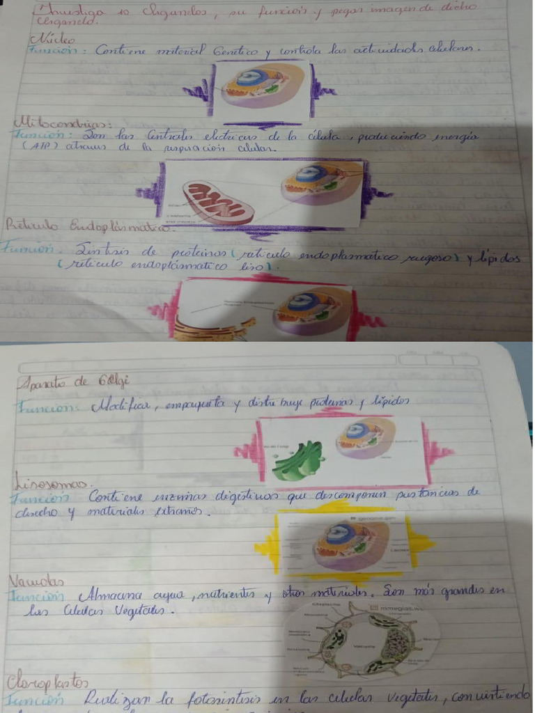 Organelos Deber | PDF