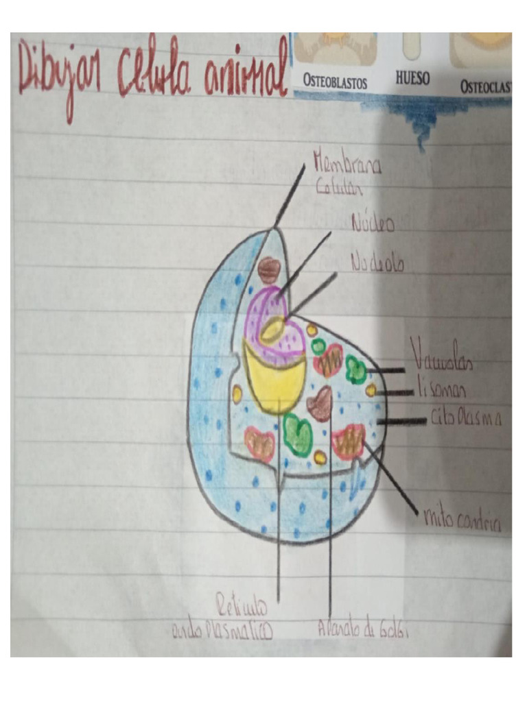 Celula Animal Deber | PDF
