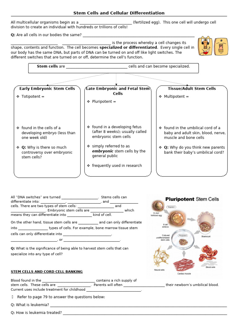 Stem Cells: Types and Differentiation | PDF | Cell Potency | Cellular ...