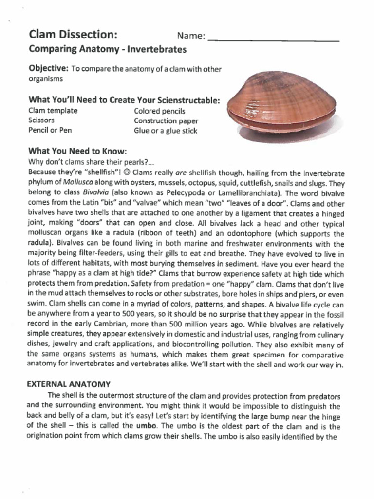 Clam Virtual Dissection With Colors and Organs | PDF