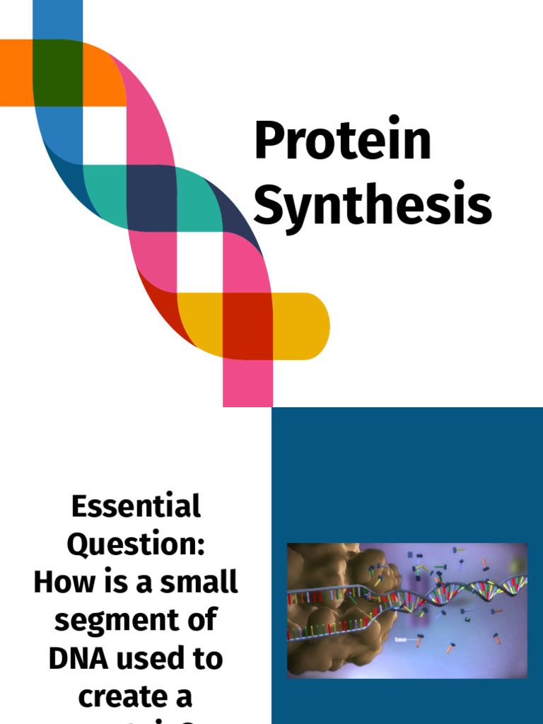 DNA to Protein: The Central Dogma Explained | PDF | Rna | Translation ...