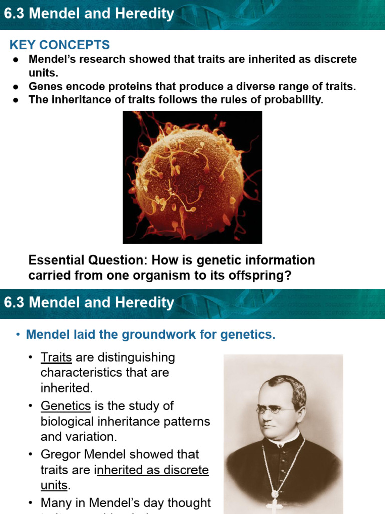 Mendel and Punnett Squares | PDF | Genotype | Dominance (Genetics)
