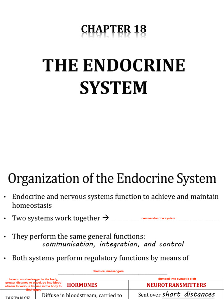 Chapter 18 - Endocrine System 2 | PDF | Thyroid | Hormone