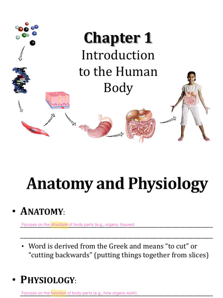 Introduction to Human Body Anatomy | PDF | Epithelium | Cell Membrane