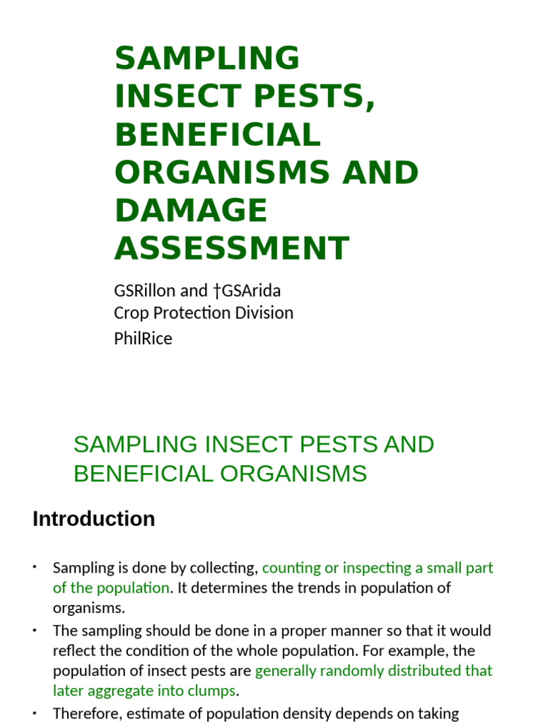 Rice Pest Sampling Guide | PDF | Sampling (Statistics) | Pest (Organism)