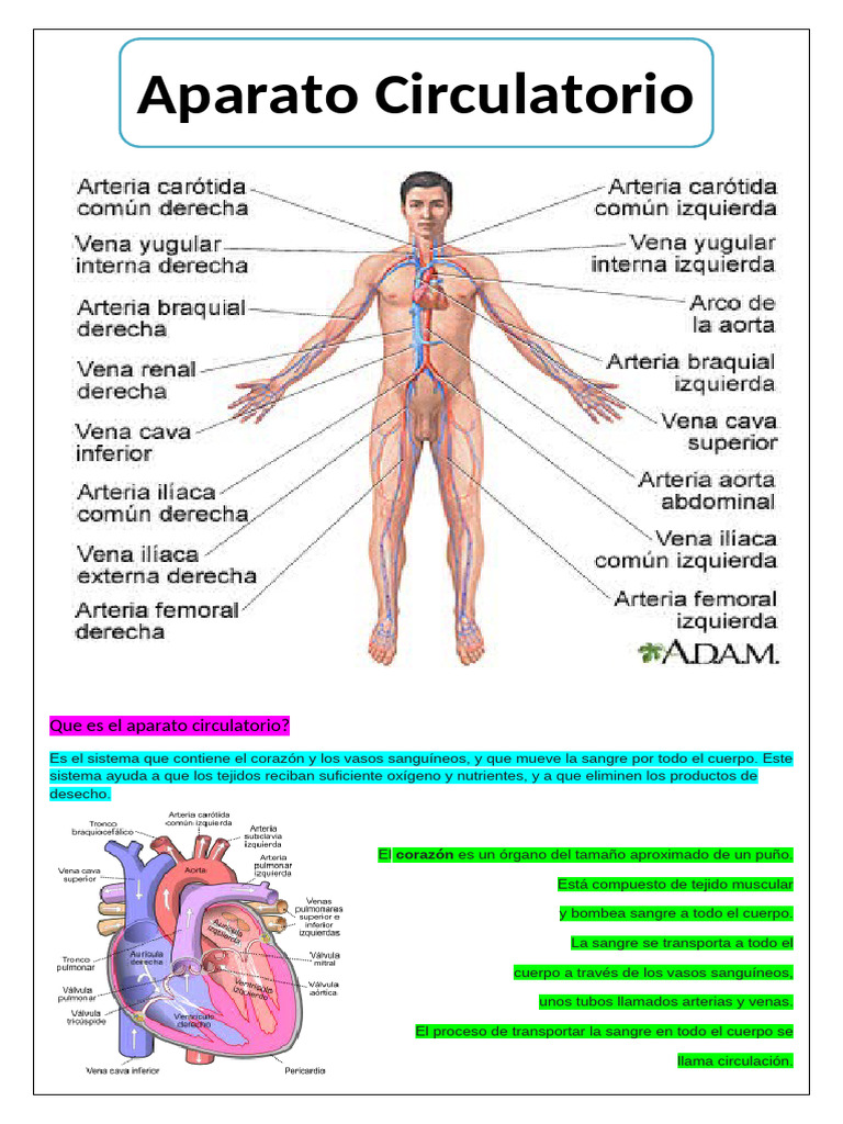 Qué es el aparato circulatorio | PDF