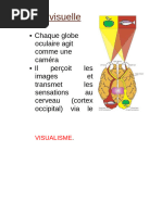 ANATOMIE DU TRACTUS OPTIQUE Zio | PDF | Thalamus | Système nerveux